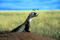 Turones de patas negras y perritos de las praderas en el norte de ...