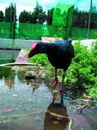 El factible pasado doméstico del calamón | Revista Quercus